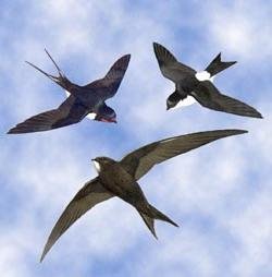 VeryCountryPeople: E' primavera - ma le rondini