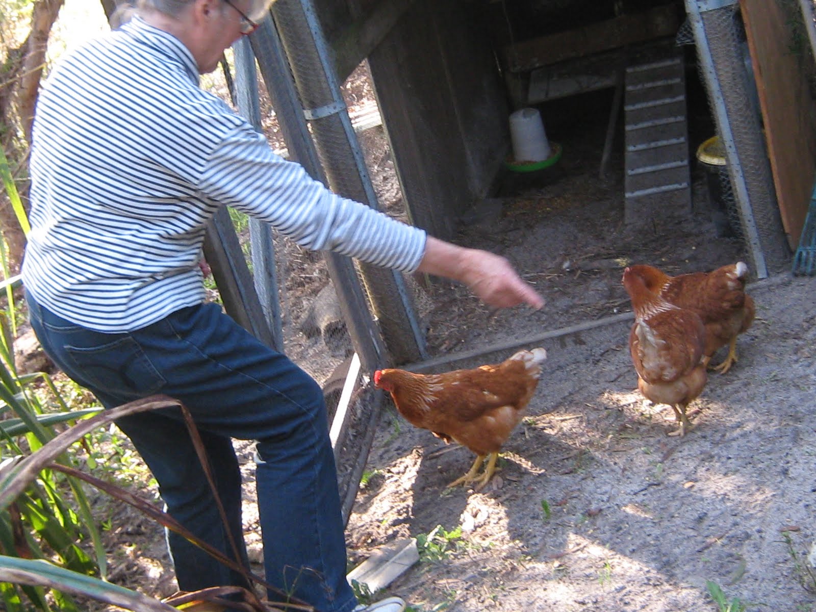 50 YEARS AROUND THE WORLD: A STRADDIE TALE - STRADDIE’S CHOOK ROUND UP
