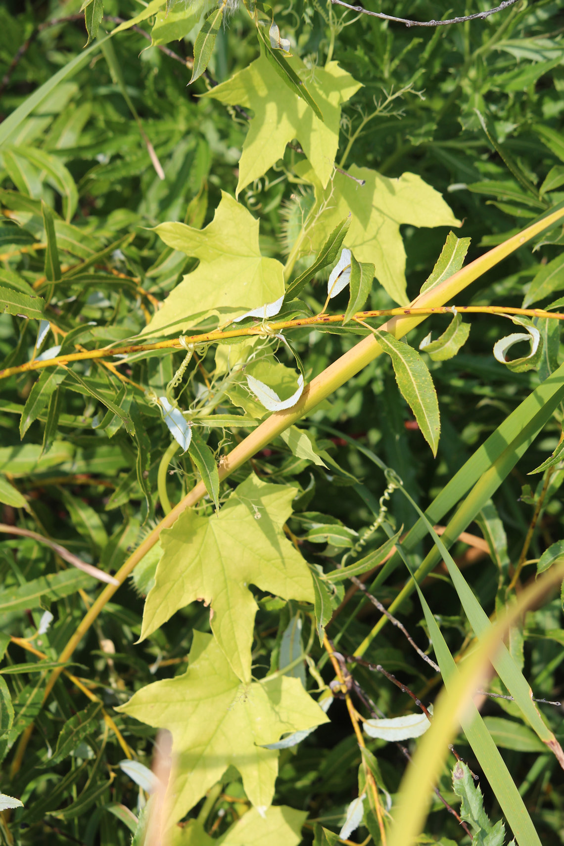 Assiniboine Forest Plant Life: Climbers & Creepers in the Assiniboine ...