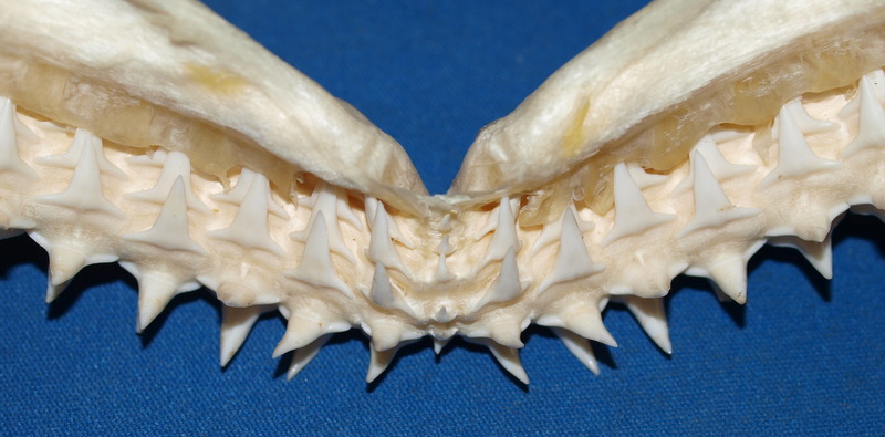 'ZIEN EN WETEN': HAAI. HOE EN WAT?