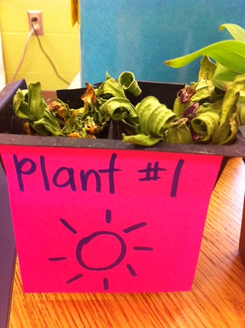 Simply Second Grade: Fun With Plants!