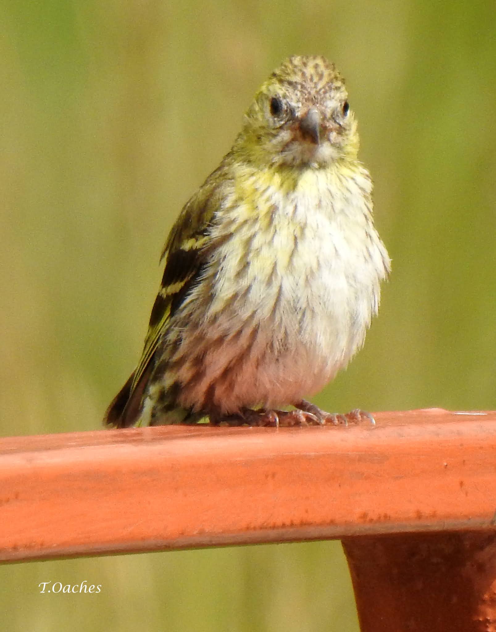 PASARI DIN ROMANIA: SCATIU, Carduelis spinus