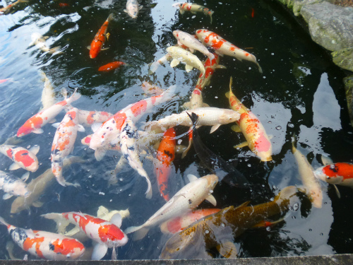 Facts about Koi fish