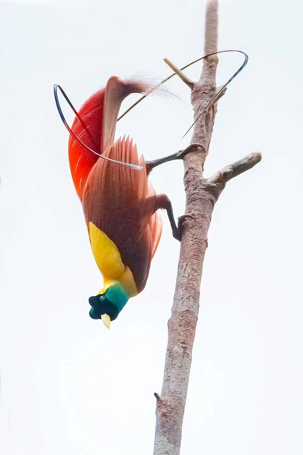 West Papua Birding trip