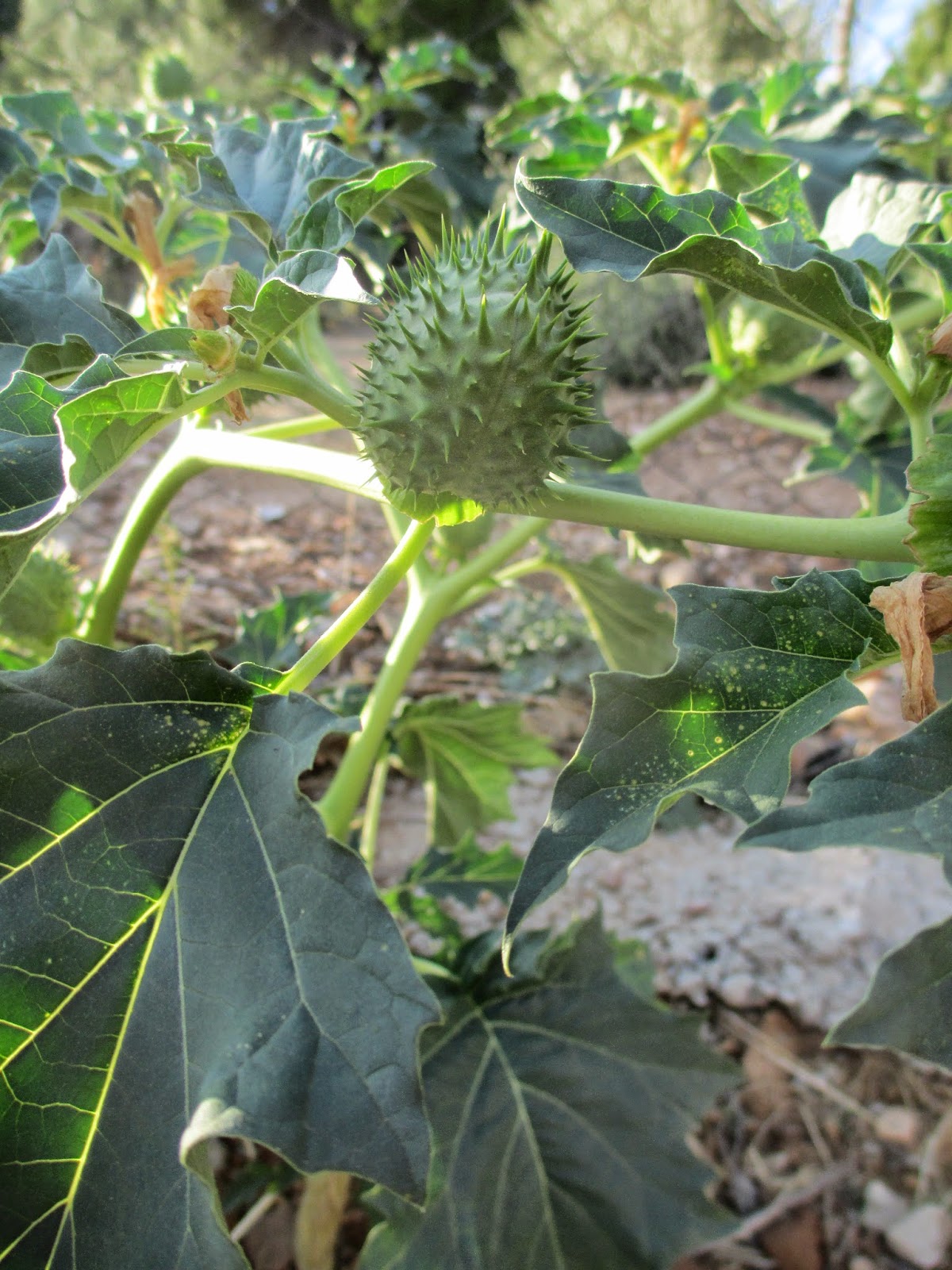 La Mar de VeRde: DATURA STRAMONIUM O ESTRAMONIO