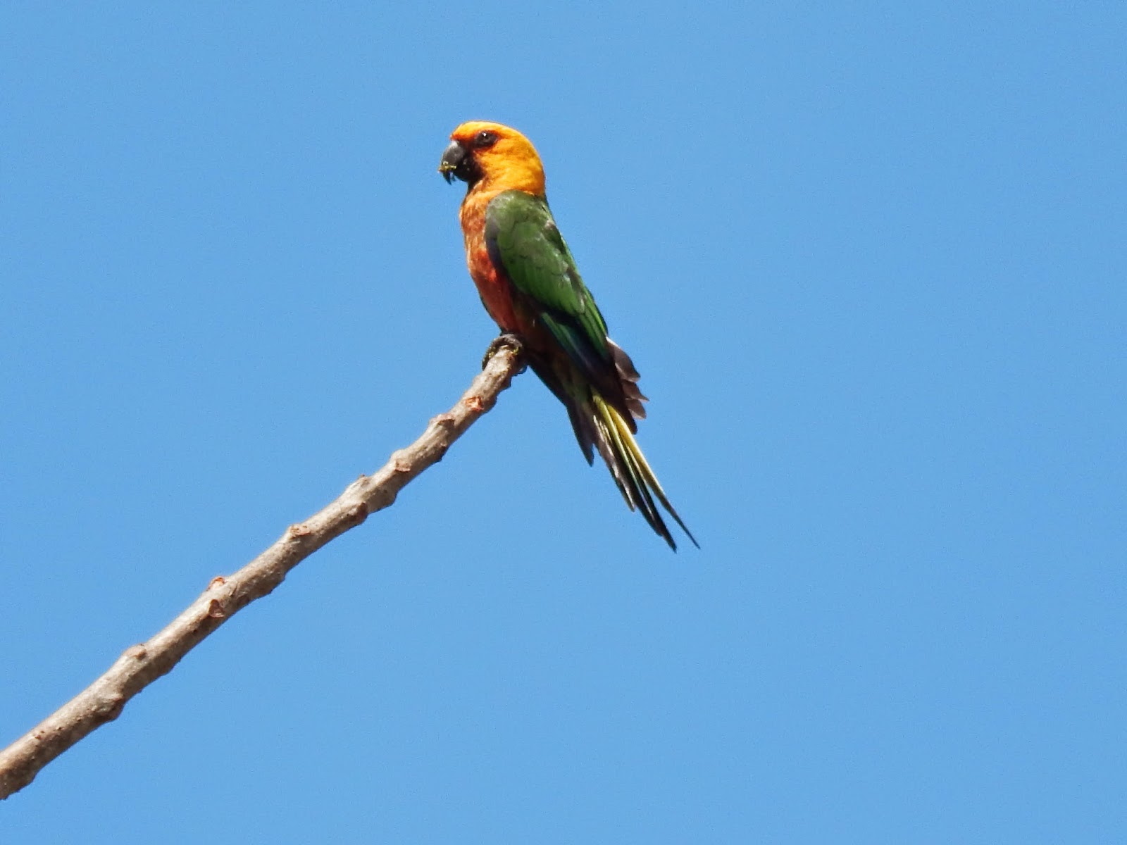 Imagens pra ver: Fotos da Jandaia-verdadeira
