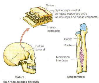 Biología Humana: ARTICULACIONES: SINARTROSIS, ANFIARTROSIS