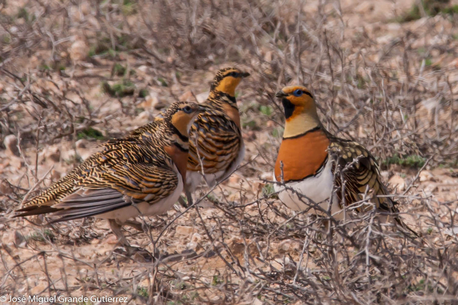 AVES DEL CIELO - BIRDS OF HEAVEN: AVES DE NAVARRA OBSERVADAS EN ABRIL 2016