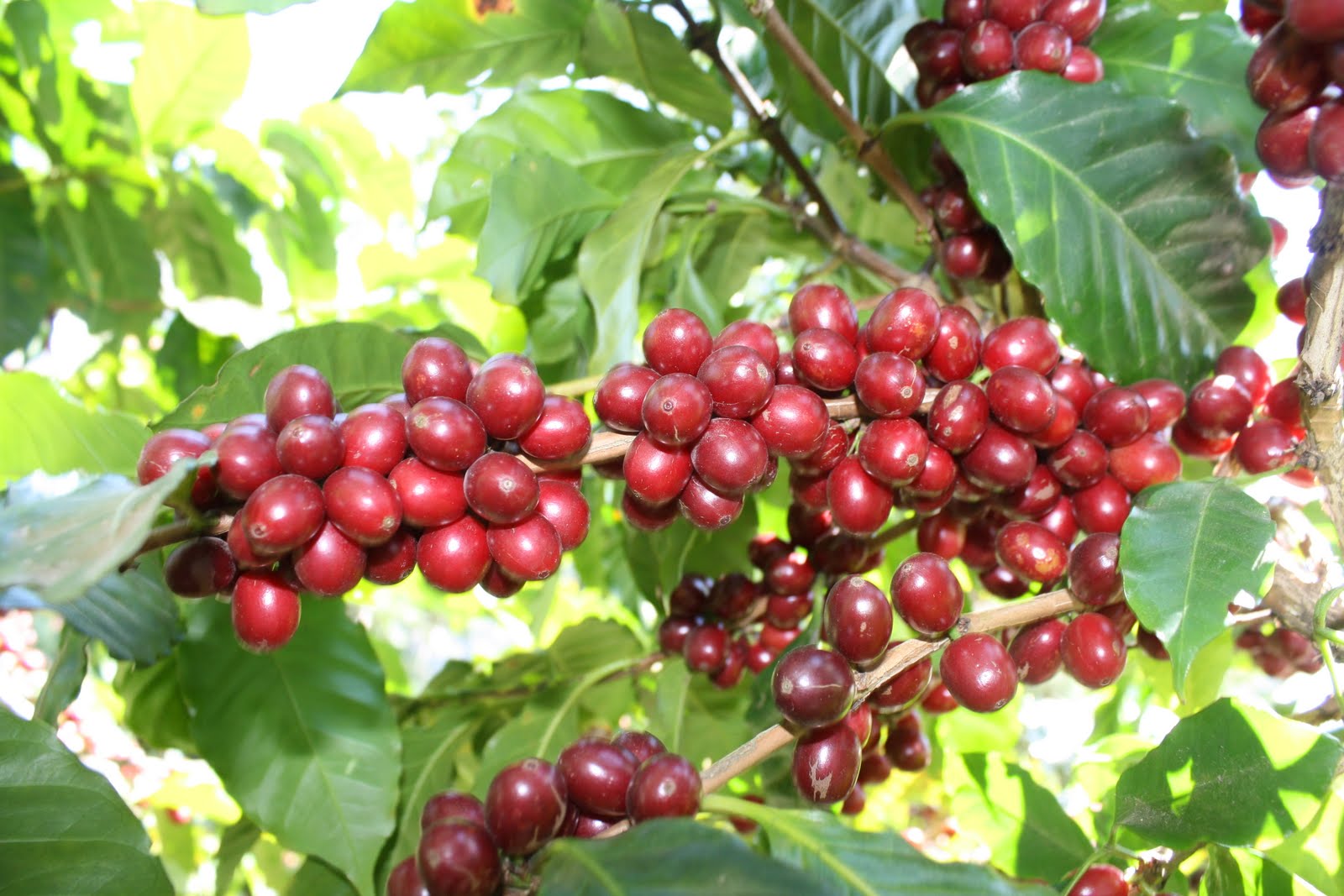 Where the Red Beard Grows: What YOU need to know about Coffee