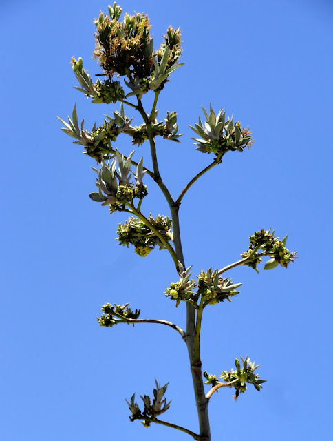 danger garden: Boyce Thompson Arboretum Fridays, Part 1