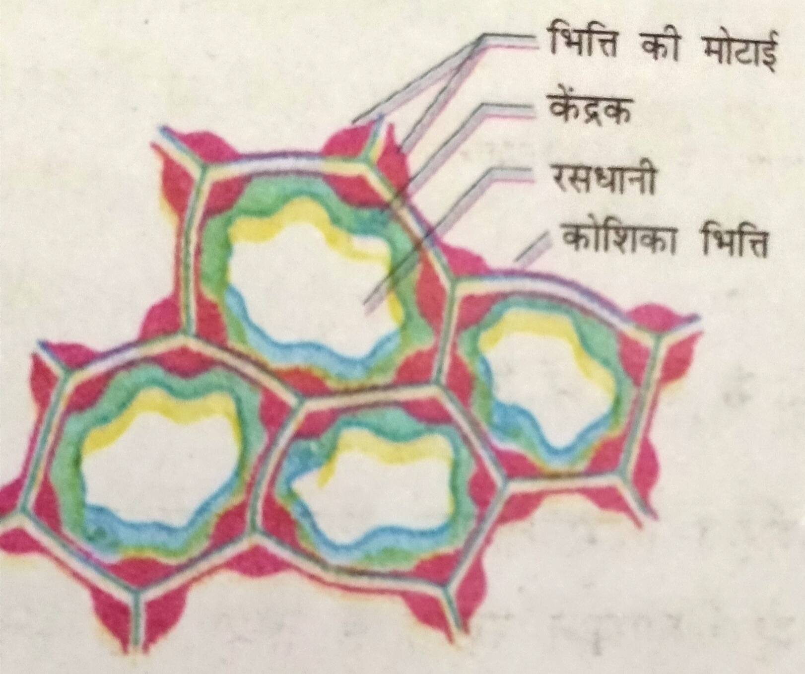 कोशिका (cell ) प्रोकैरियोटिक कोशिका एवं यूकैरियोटिक कोशिका - schoolbook