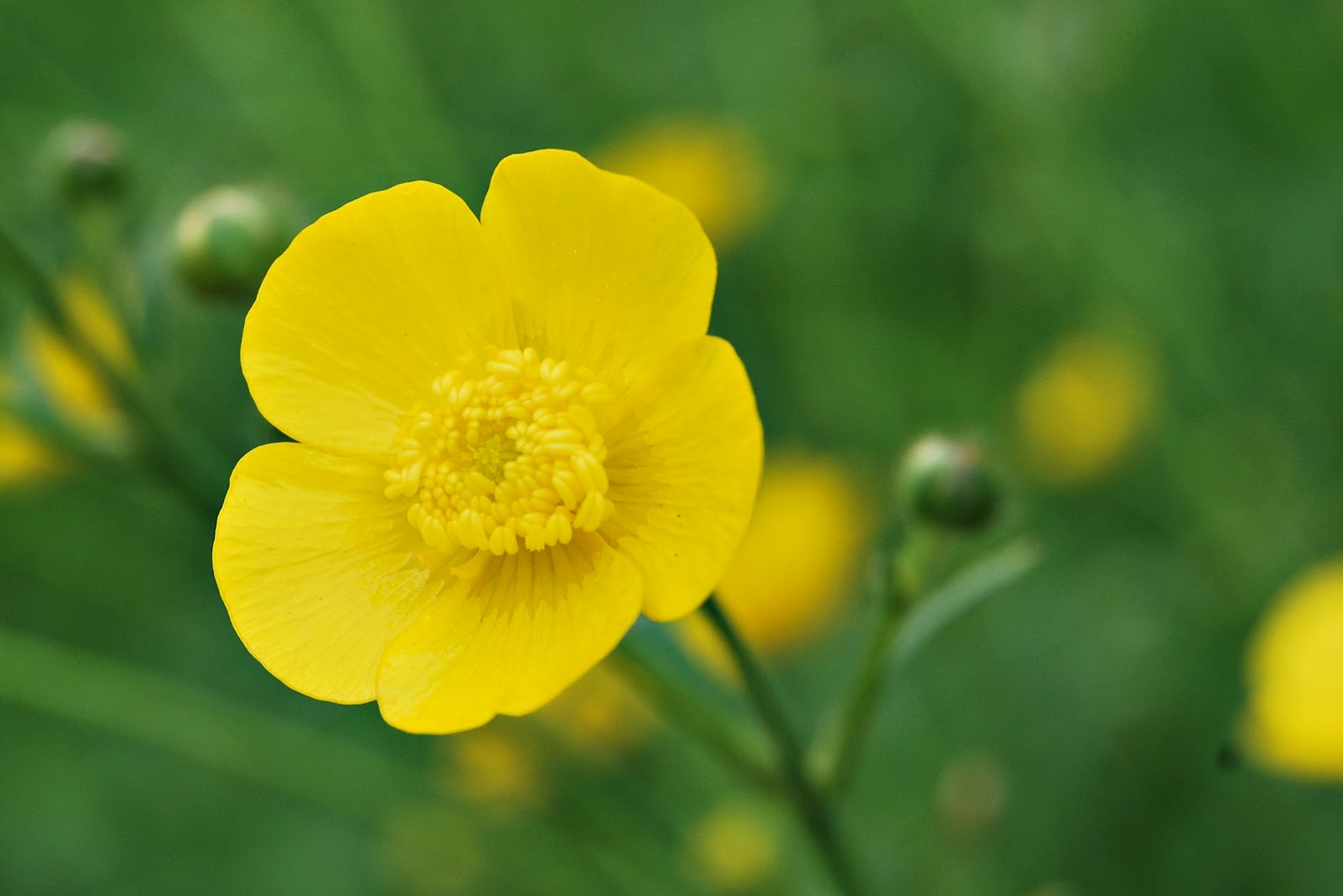 Lilac Gate: Buttercups