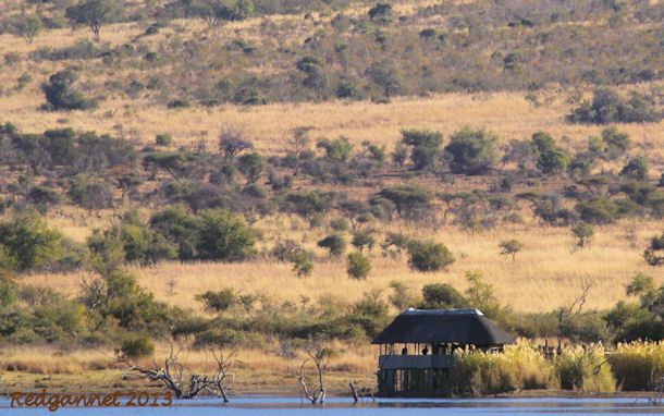 Redgannet: Pilanesberg NP Part 1, Johannesberg, South Africa, June 2013