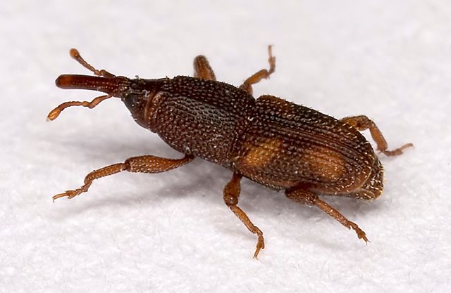Biology of Animals: Sitophilus oryzae (rice weevil)