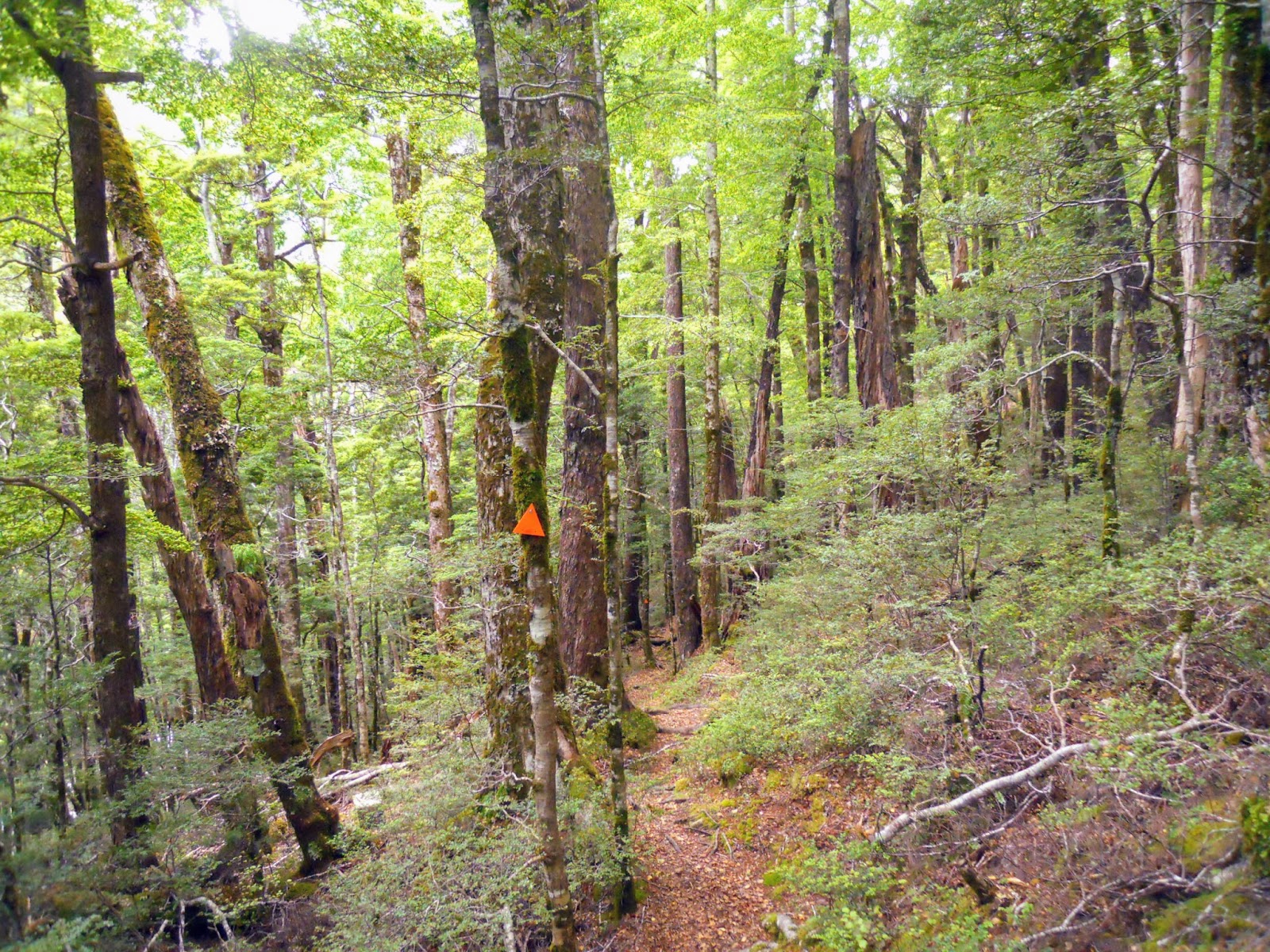 Tramping in the New Zealand backcountry: NZ Bush Adventures: Nina ...