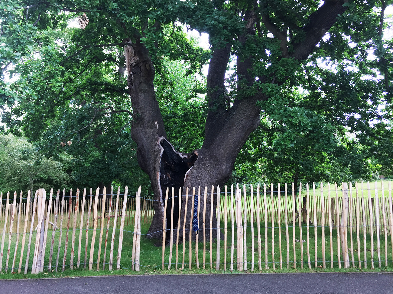 The Trees (that were) In The Knoll | Naturally