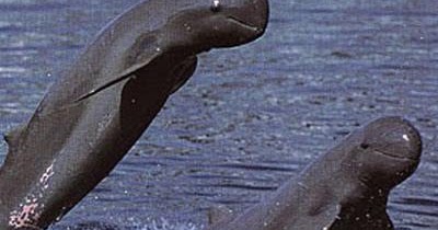 Orcaella brevirostris (Pesut Mahakam)