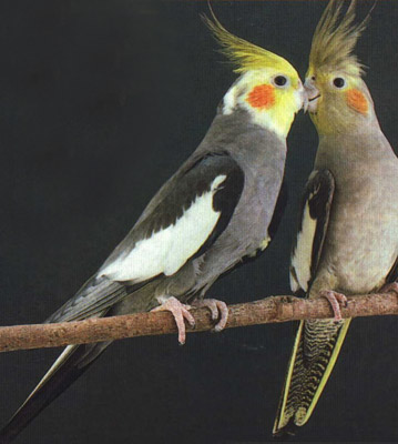 O ninho das Calopsitas: Reprodução e seus cuidados