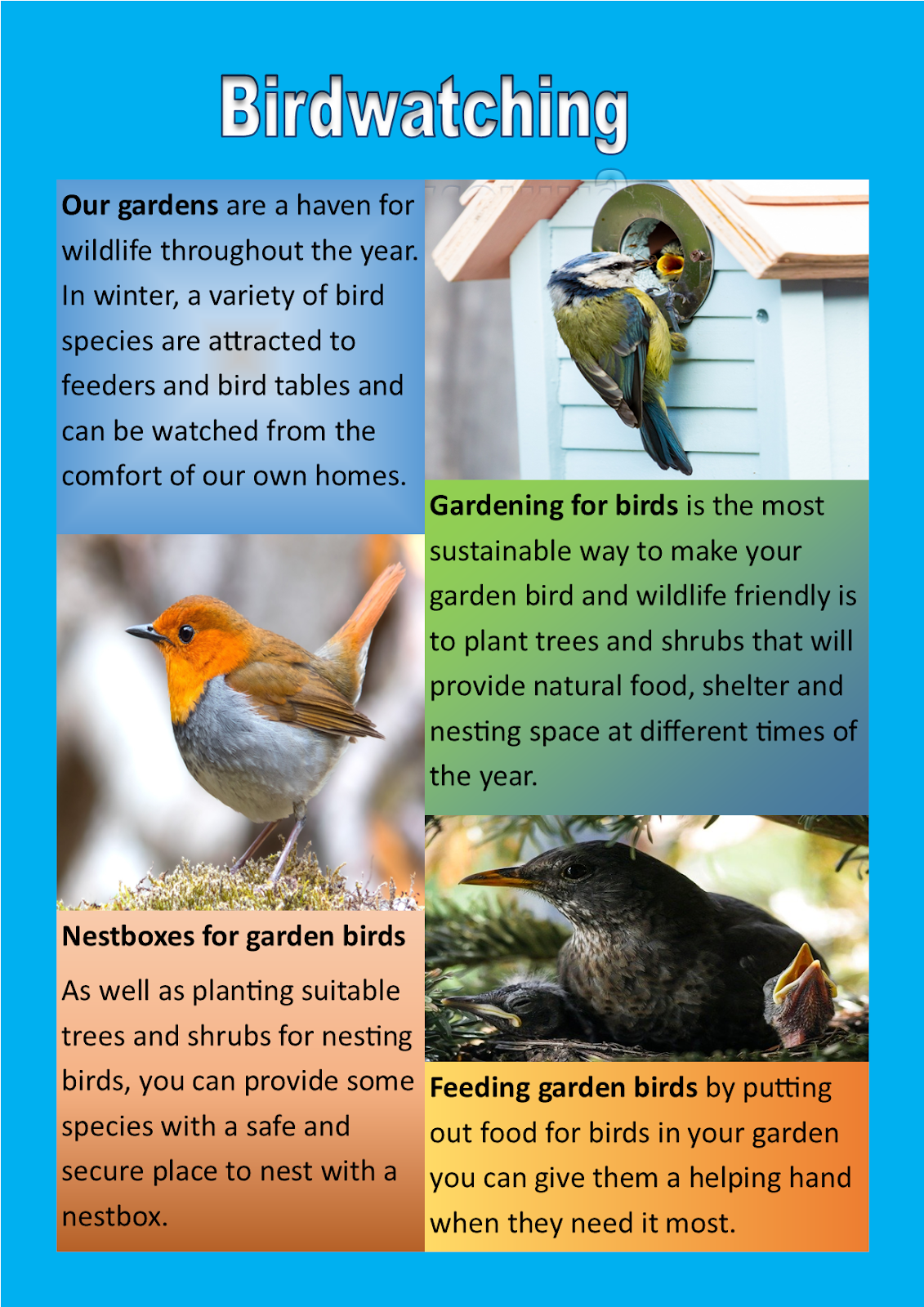 Gardening with Aideen - Birdwatching - Sligo Community Training Centre