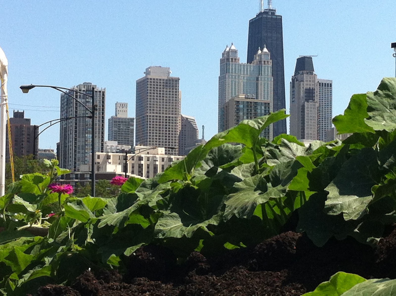 Sly's Mise En Place: A Story of One City Farm