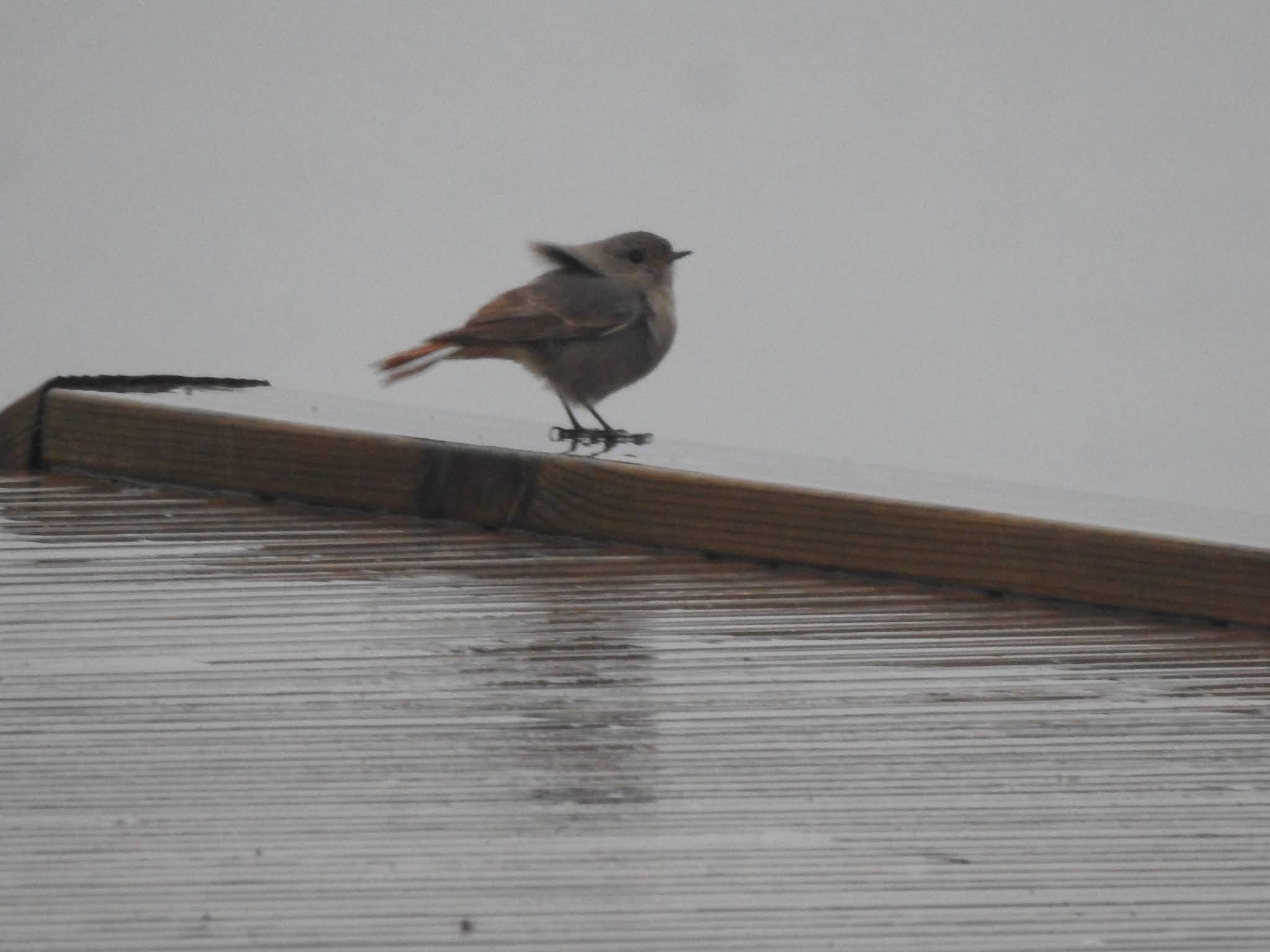 PASARI DIN ROMANIA: CODROS DE MUNTE (2), Phoenicurus ochruros