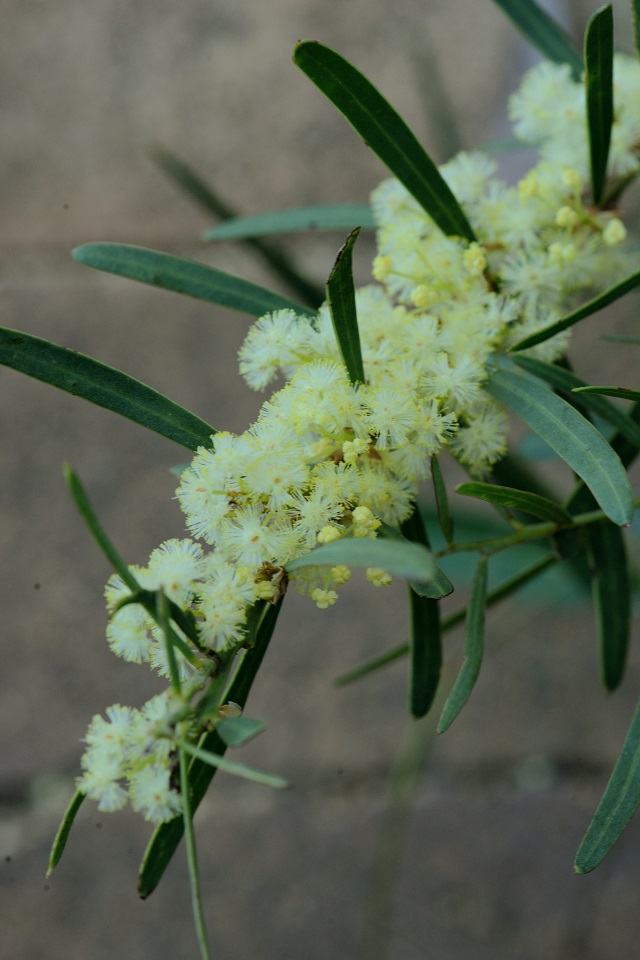 Celebrating: Wattle Day! | Growing Illawarra Natives