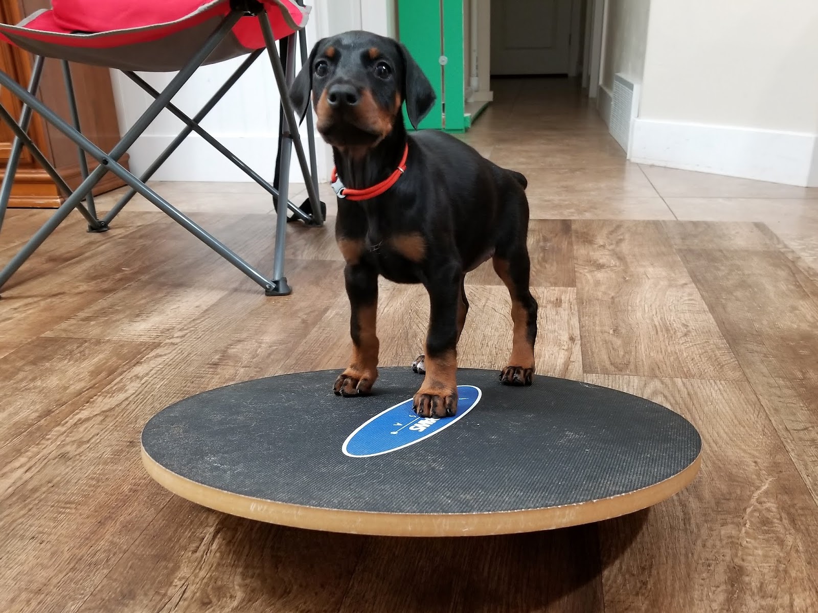 Snow Springs Dobes: Monk's of New Skete Puppy Program