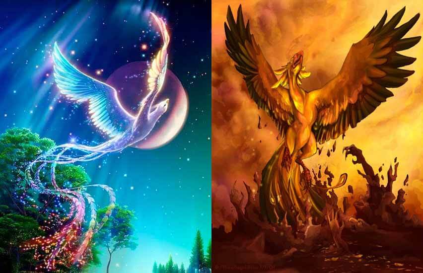 【PHẢI BIẾT】Phượng Hoàng có thật không?