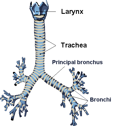 Kamus Istilah Biologi: Bronkus (bronchus)