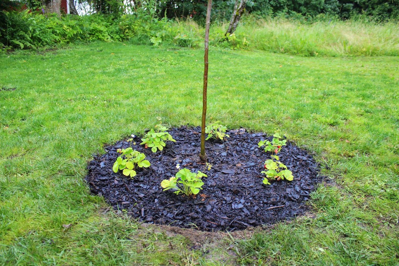 Paulina & jag: Äppelträd och smultron...