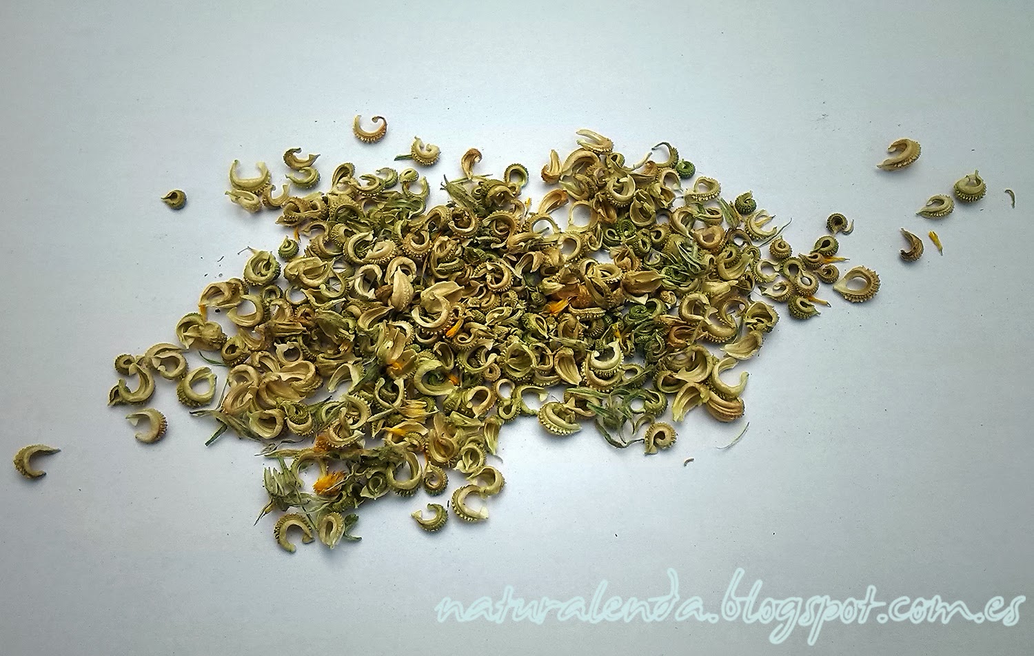 La naturaleza en casa: Semillas de caléndulas