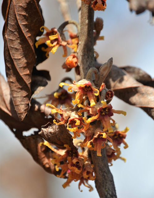 Hamamelis vernalis