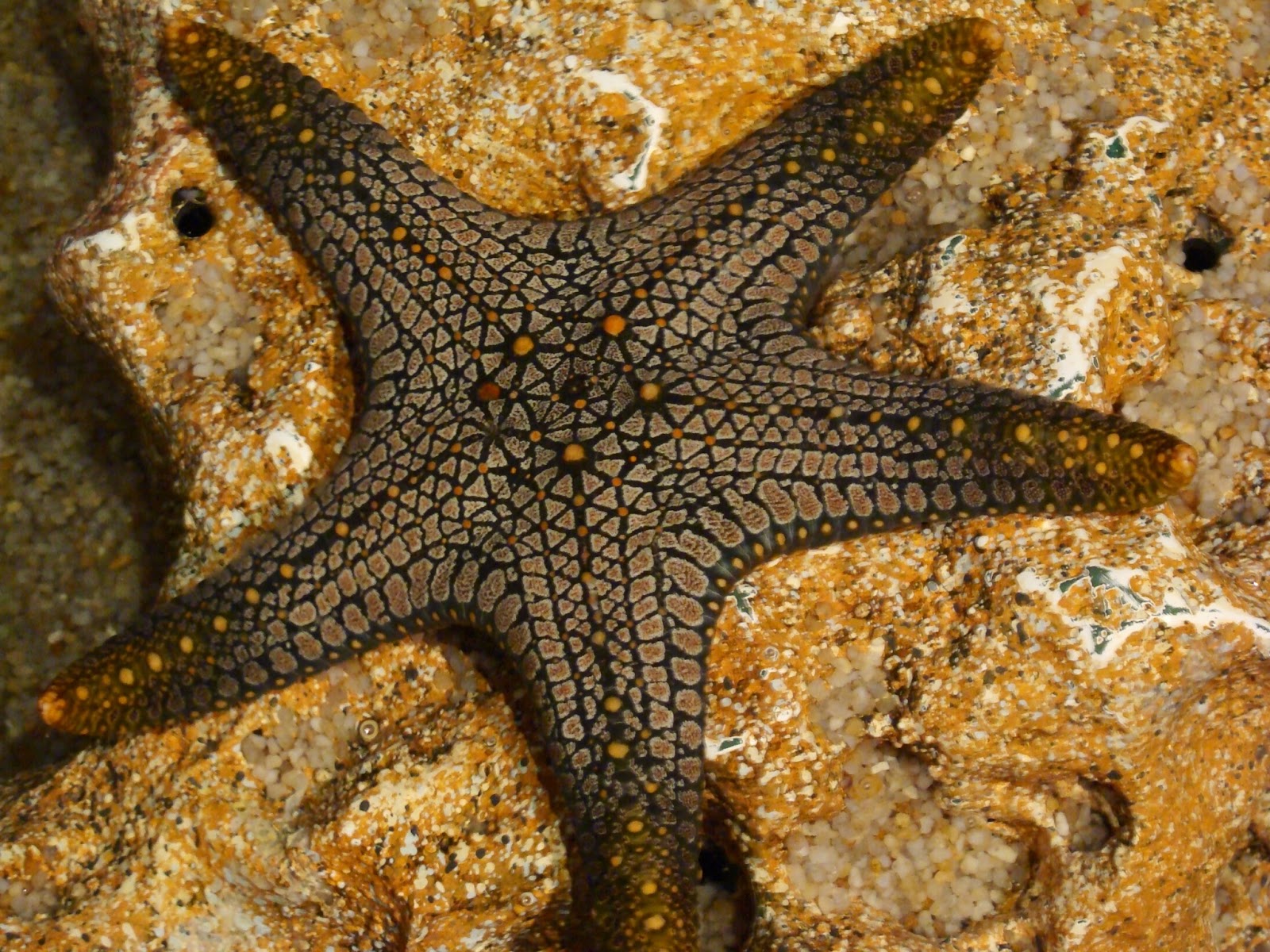 ZOOSANTI INVERTEBRADOS NO ARTROPODOS: CORALES, ANÉMONAS, MOLUSCOS ...