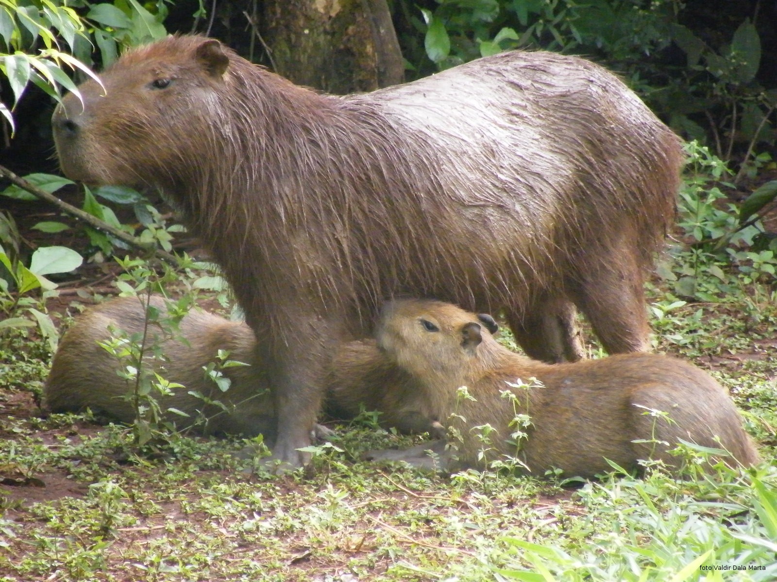 Coiot + llop + gos = coywolf - Fòrums - Racó Català