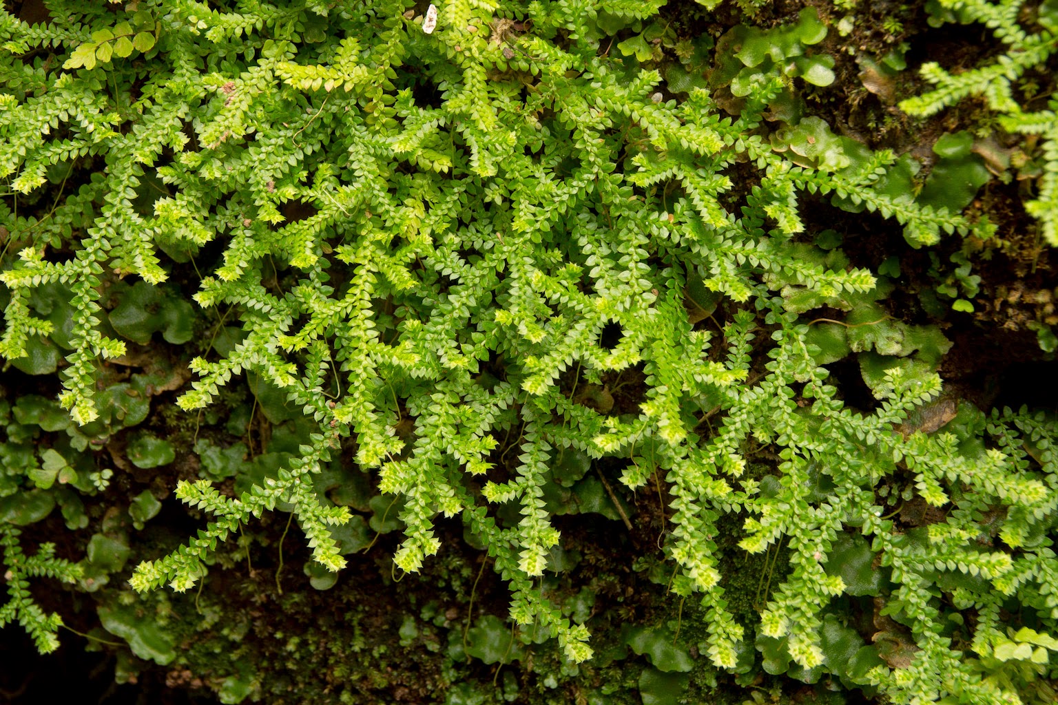 Les plantes de Torrelles: Selaginella denticulata