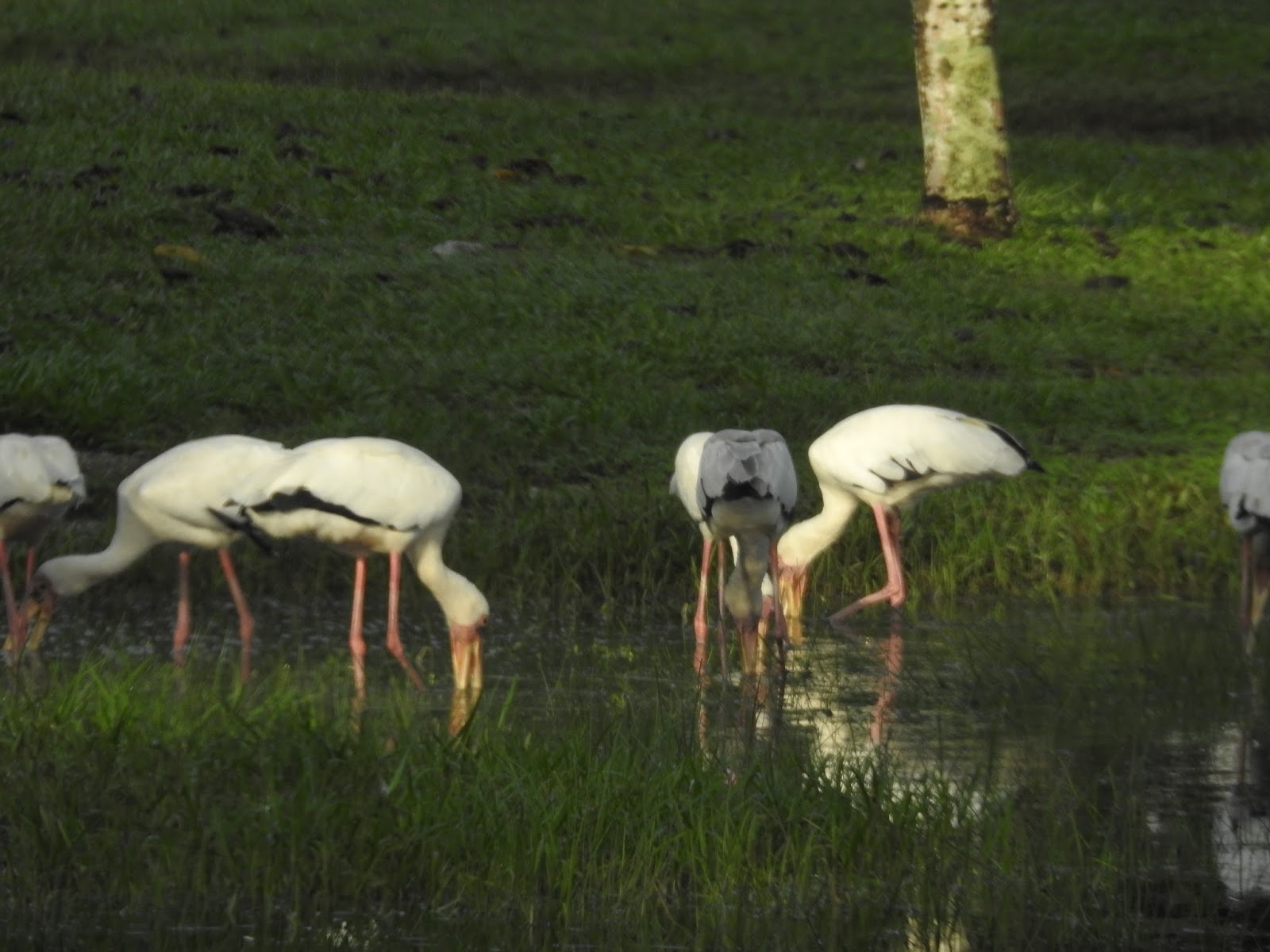 Taipingmali : Burung Botak Upeh Di Taman Tasik Taiping