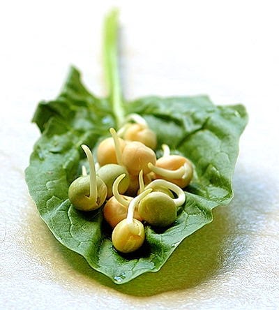 SPROUT into Life | INGENIOUS HEALTH