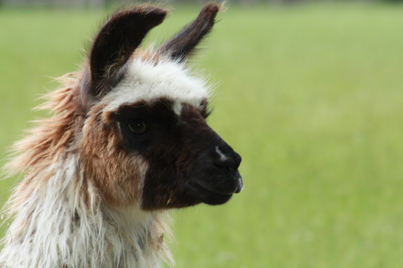 Polliwog on Safari: Wordless Wednesday: Llama