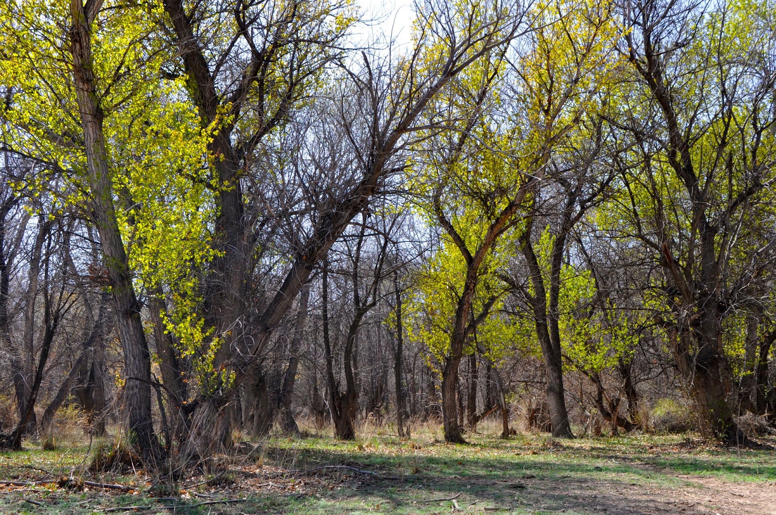 The Central Adventure Continues: Ancient Ash Groves