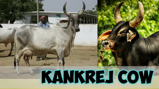 Indigenous Livestock Farming: No. 1 cow of Gujarat The Kankrej Cattle.