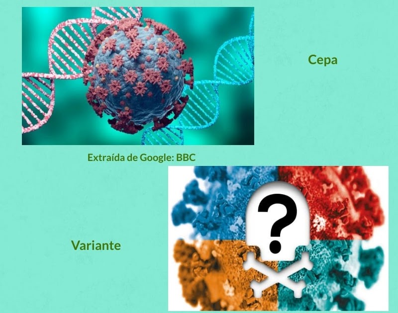 Diferencias entre Cepa y Variante