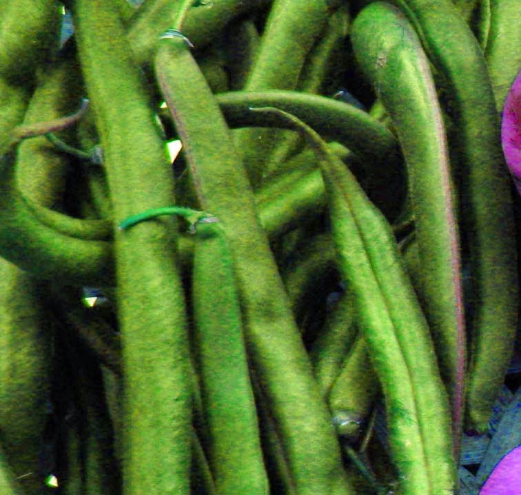 The Reluctant Homesteaders: Green Bean, The Scary Bean