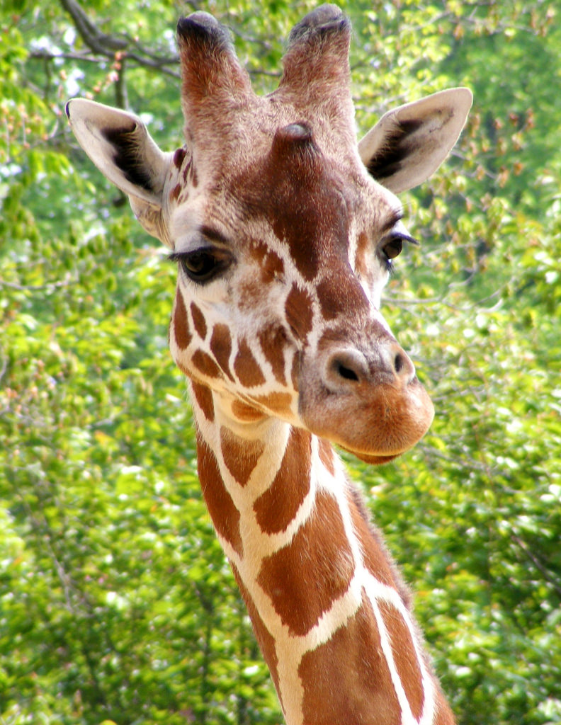 Gambar Jerapah: Kumpulan Gambar Jerapah Update