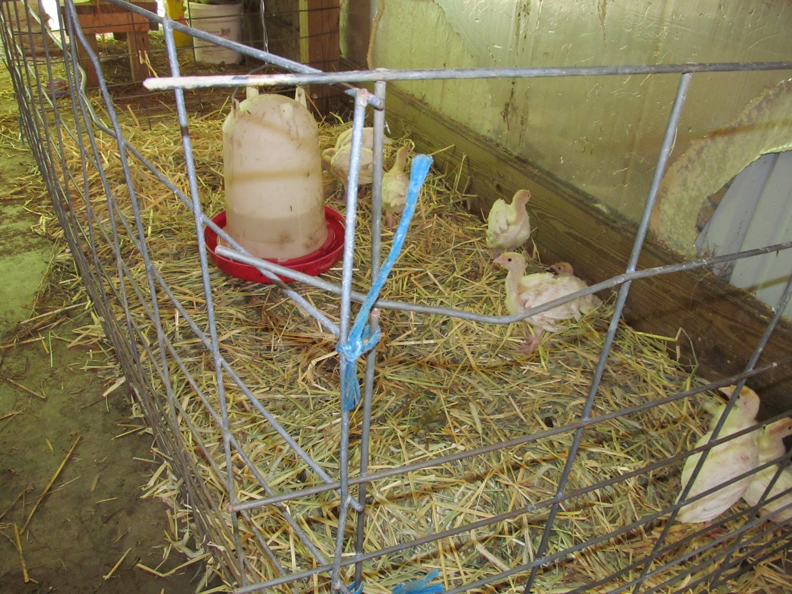 Ohiofarmgirl's Adventures In The Good Land: Raising Turkeys: Emergency ...