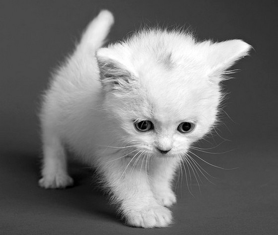 Alone cute white cat kitten | nineimages
