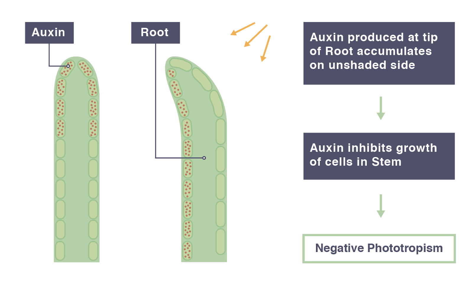 IGCSE Biology 2017: 2.84: Describe the Geotropic and Phototropic ...