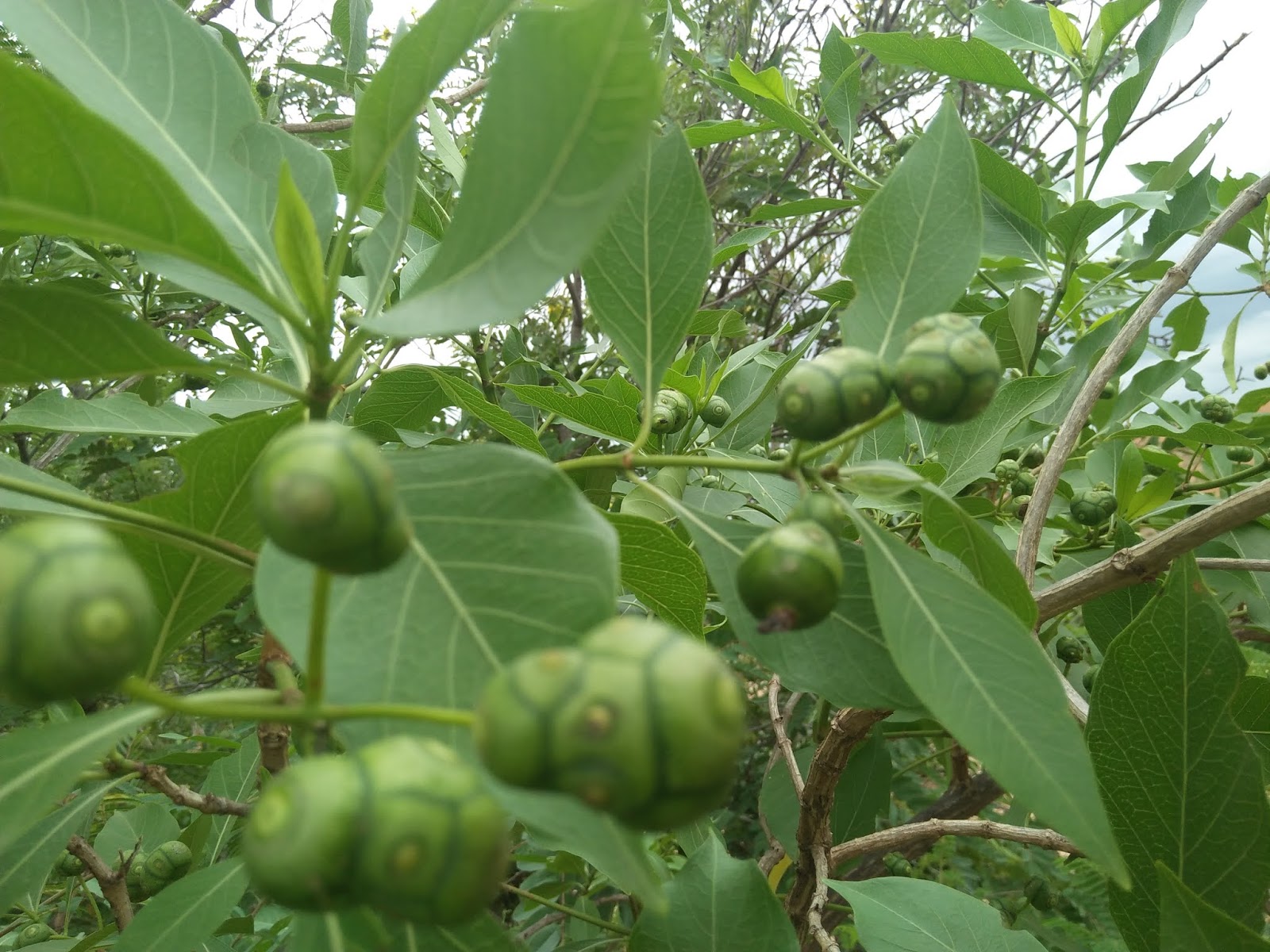 Gnanasuriabahavan Academy: நுணா மூலிகை தோட்ட சிறுமரம் NUNA SMALL TREE ...