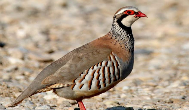 Which one of these is the National Bird of Pakistan?