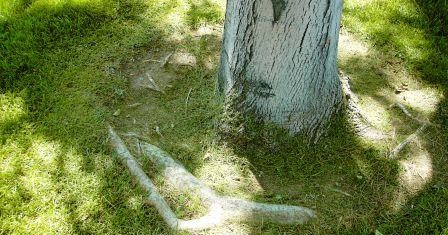 Xtremehorticulture of the Desert: Modesto Ash Landscape Tree Usually ...