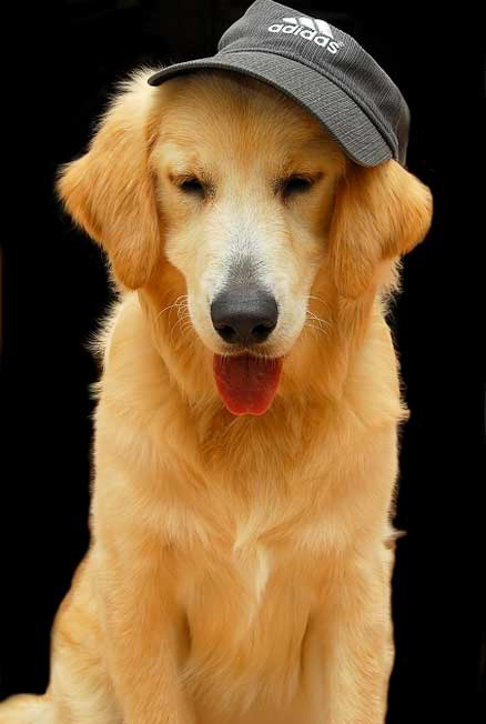 The dog in world: Some selective handsome dog pictures